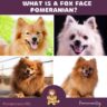 All About the Fox-Face Pomeranian Dog