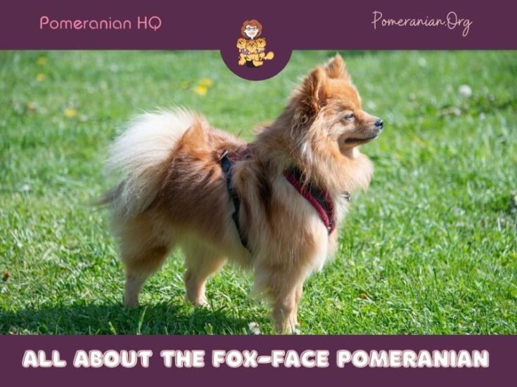 All About the Fox-Face Pomeranian Dog