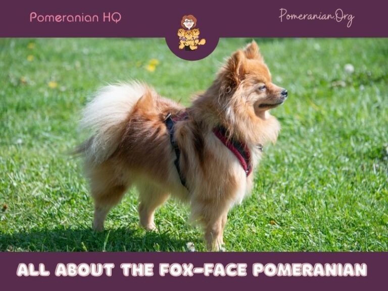All About the Fox-Face Pomeranian Dog