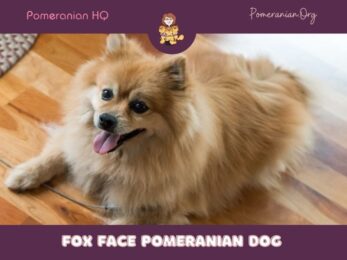 All About the Fox-Face Pomeranian Dog