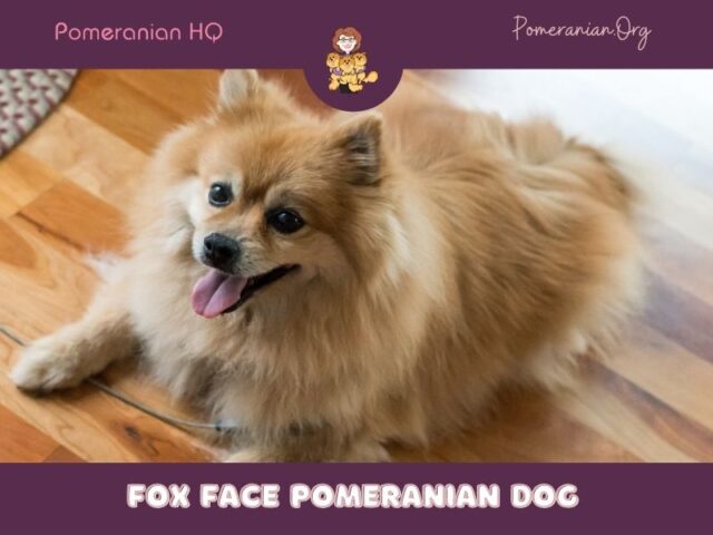 All About the Fox-Face Pomeranian Dog