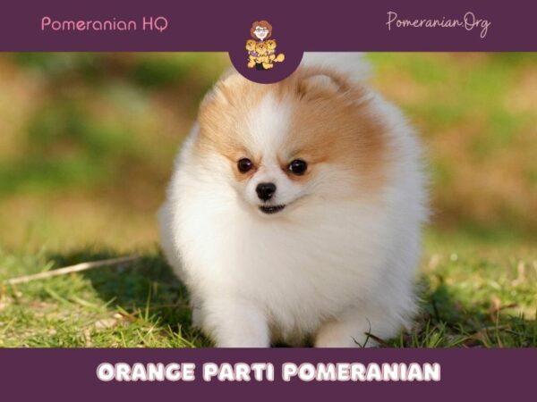 What is a Parti Pomeranian? Learn About the Unique Parti Pomeranian