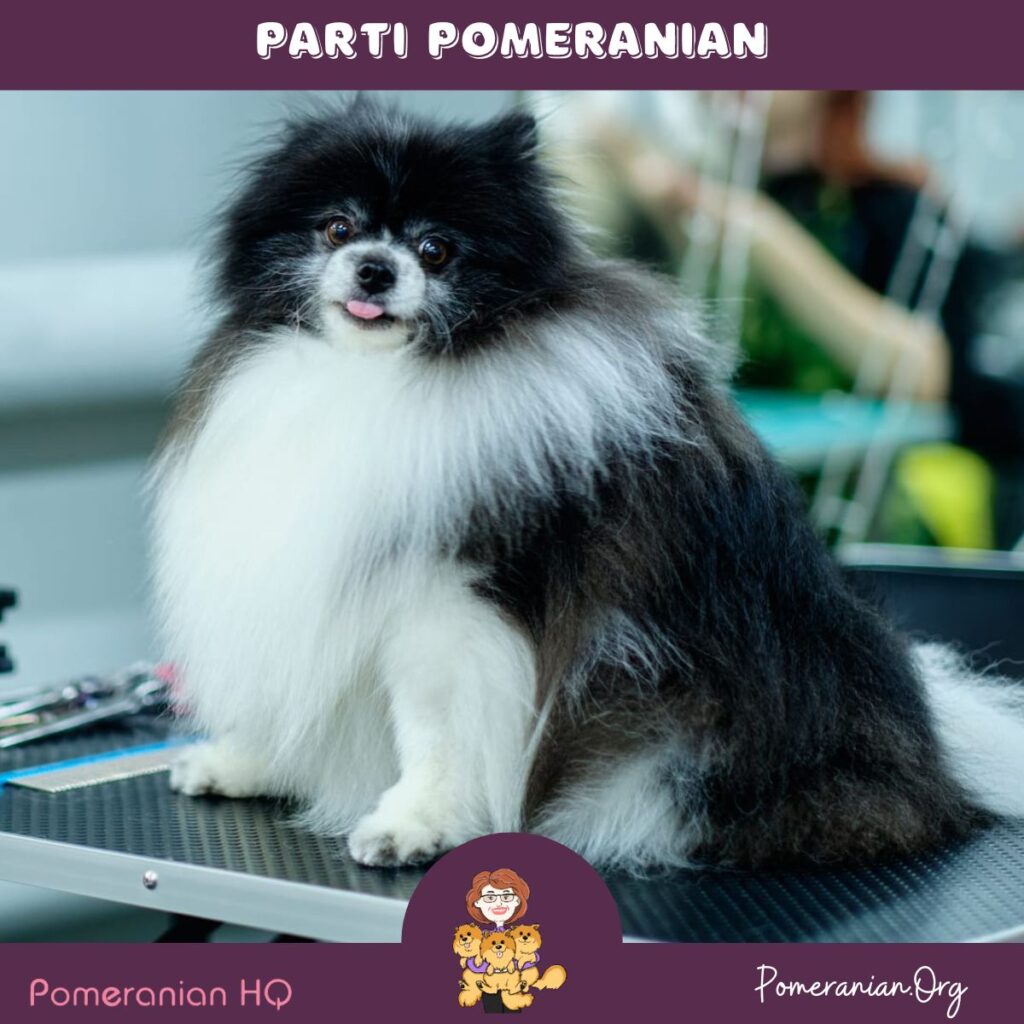 What is a Parti Pomeranian? Learn About the Unique Parti Pomeranian