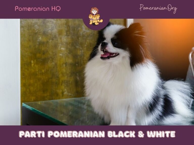 What is a Parti Pomeranian? Learn About the Unique Parti Pomeranian