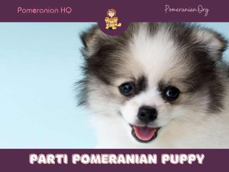 What is a Parti Pomeranian? Learn About the Unique Parti Pomeranian