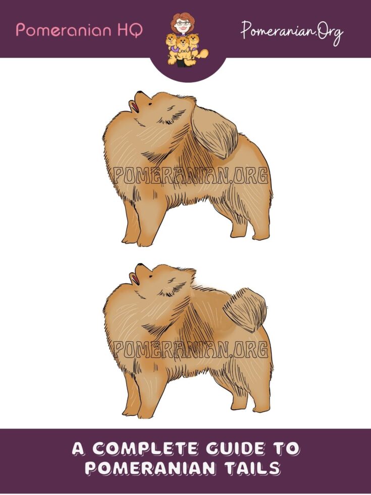 Everything You Need To Know About The Pomeranian Tail