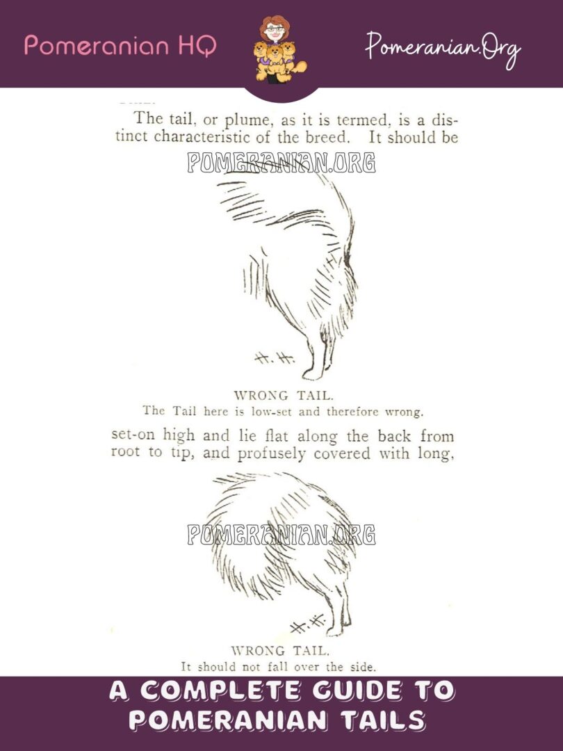 Everything You Need To Know About The Pomeranian Tail