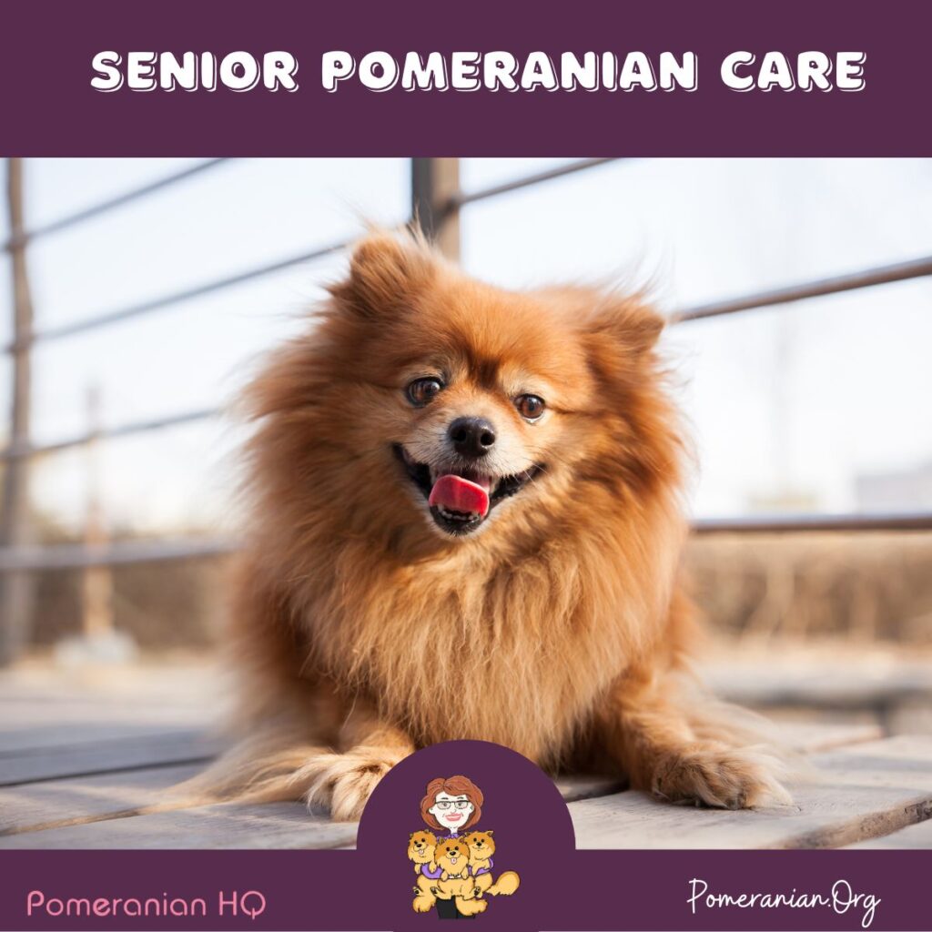 Complete Senior Pomeranian Care Information