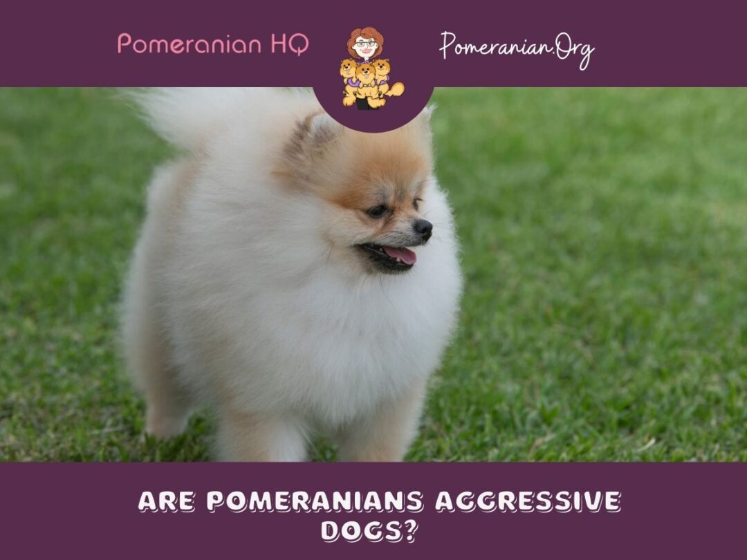 Are Pomeranians Aggressive Dogs? Find Out The Facts