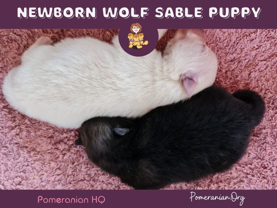 The Complete Guide To Wolf Sable Pomeranian Dogs