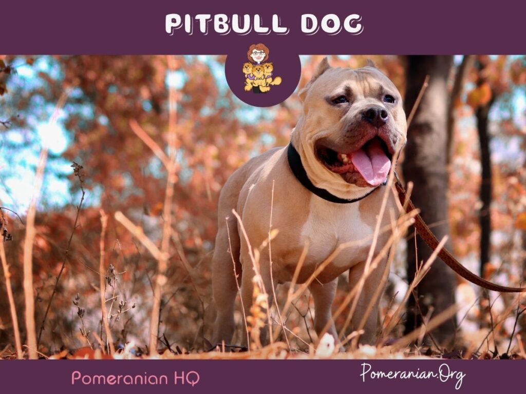 Pomeranian Mixed With Pitbull: Full Important Details and Facts