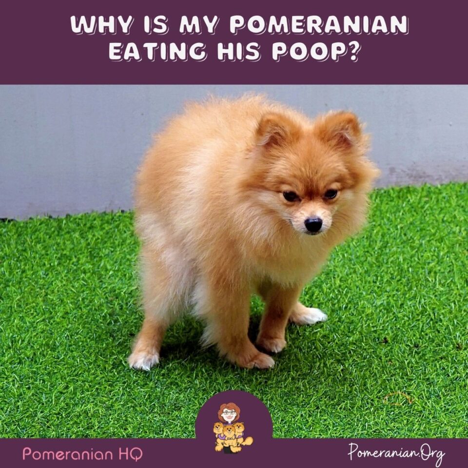 How To Stop A Pomeranian Eating His Poop - Pomeranian Headquarters