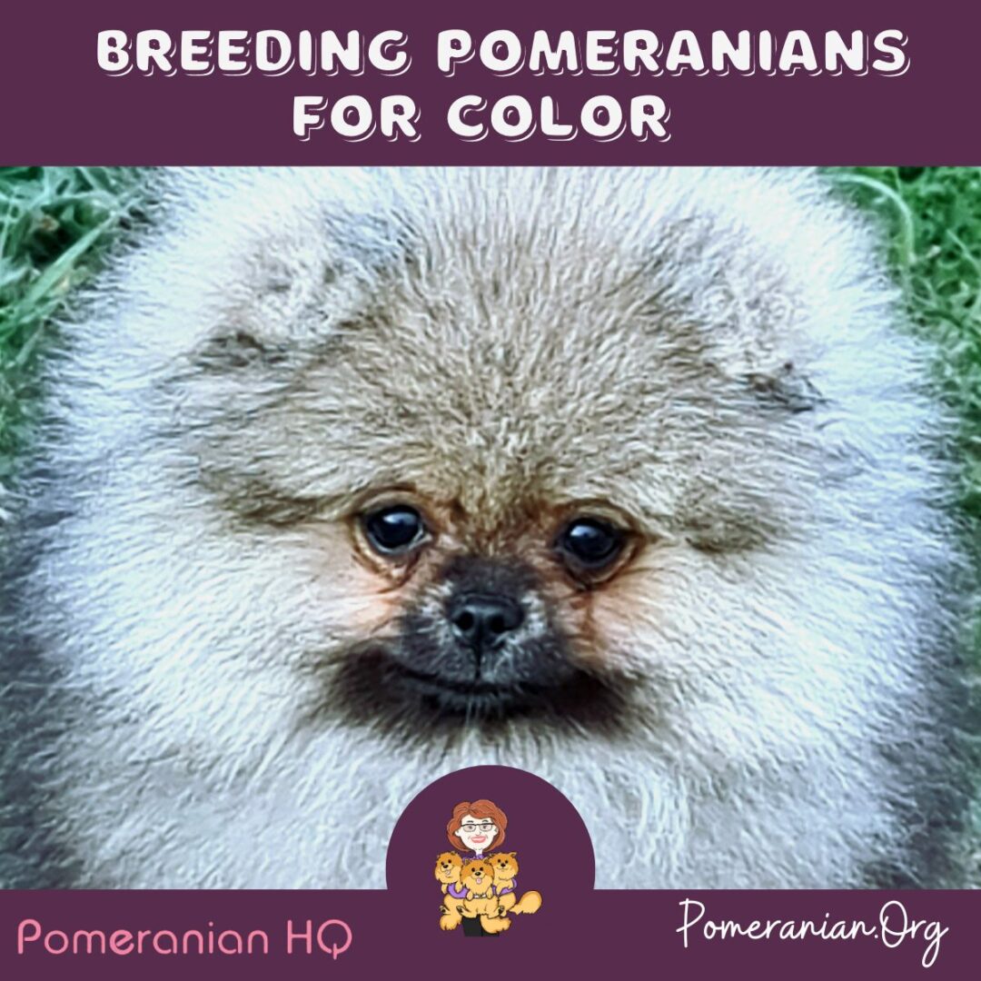Breeding Pomeranians for Color & Genetics - Pomeranian Headquarters