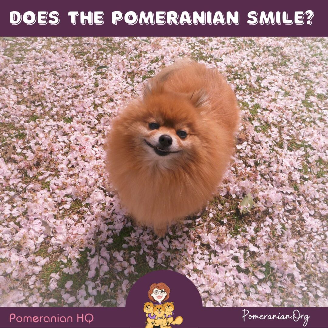 Does the Pomeranian Smile? Learn Why Dogs Smile?