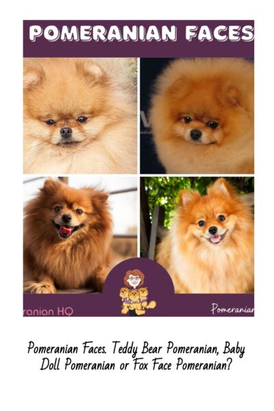 Pomeranian Faces: Teddy Bear Pomeranian, Baby Doll Pomeranian or Fox ...