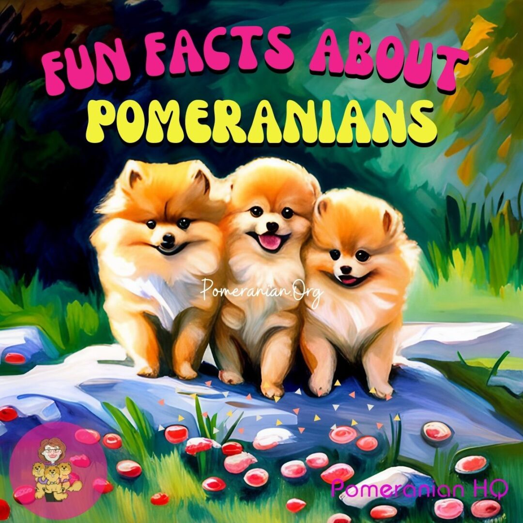 The Best Human Food for Pomeranian Dogs: What Foods Can Dogs Eat and ...