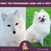 All About the Fox-Face Pomeranian Dog