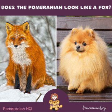 All About the Fox-Face Pomeranian Dog