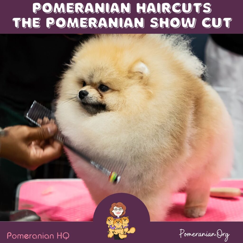Pomeranian Haircuts and the Pomeranian Lion Cut