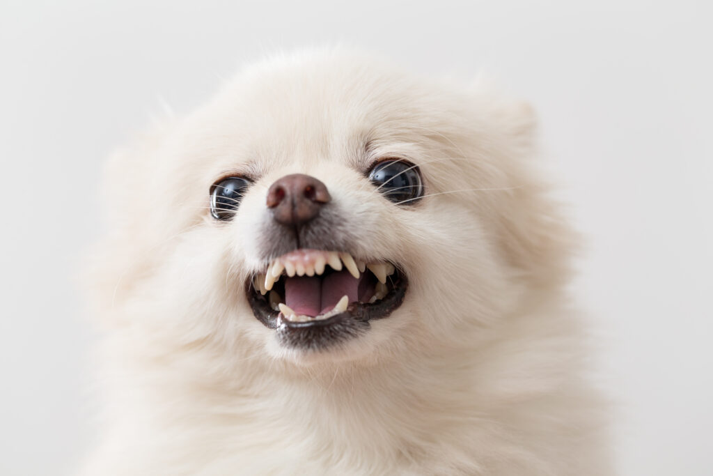Tame that Angry Pomeranian with Expert Tips and Tricks