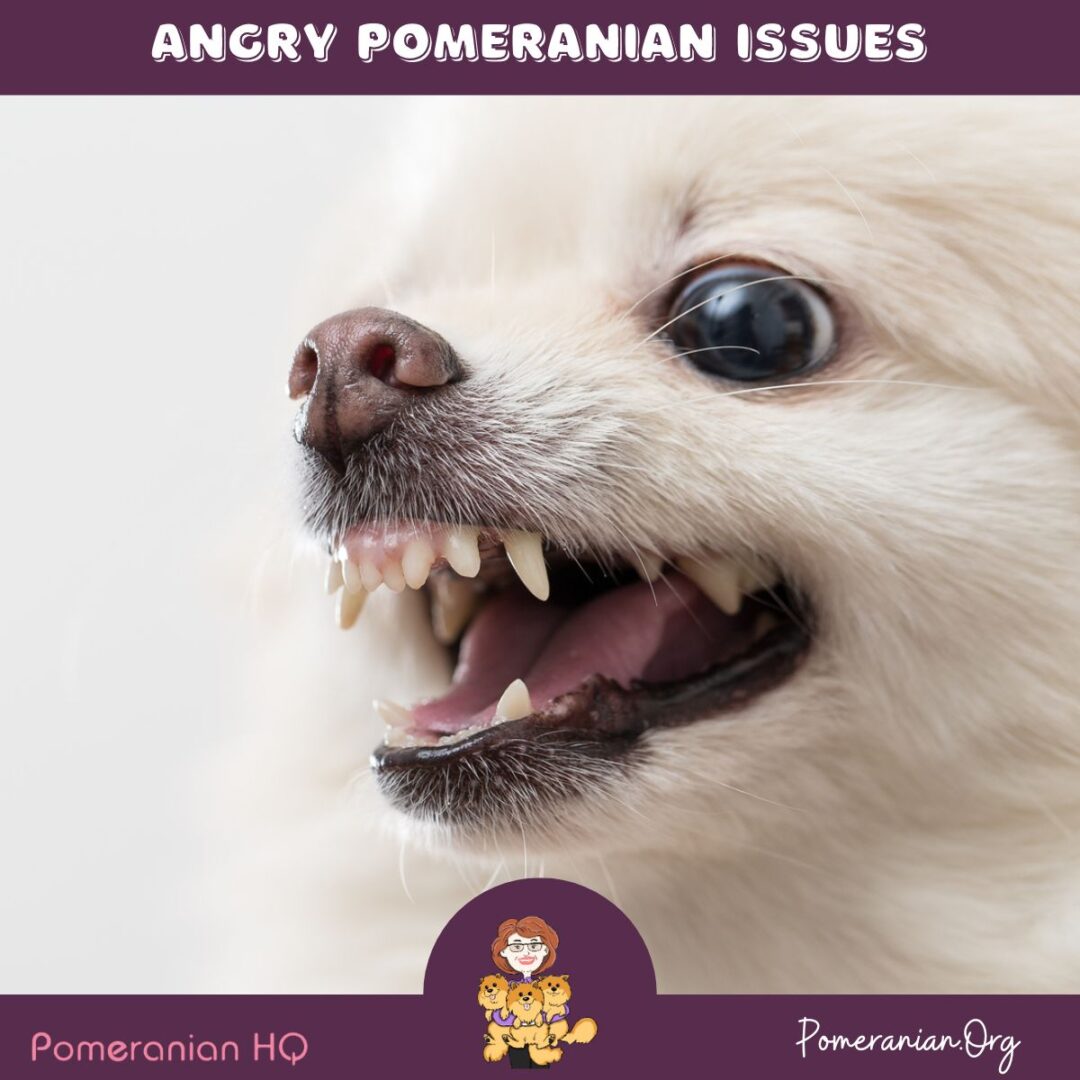 Tame that Angry Pomeranian with Expert Tips and Tricks