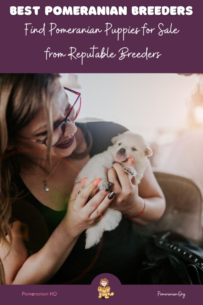 Best Pomeranian Breeders. Pomeranian Puppies for Sale from Reputable ...