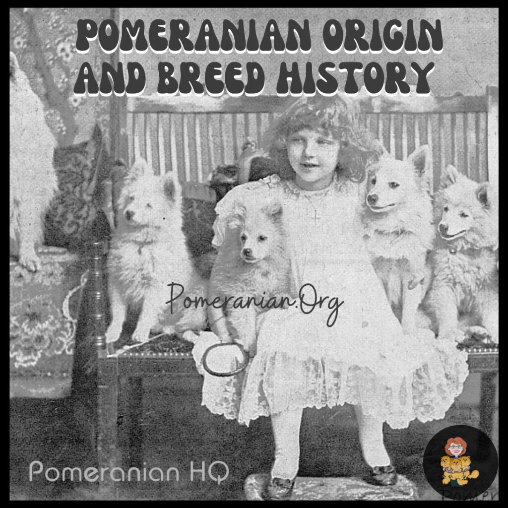 Learn about Pomeranian Origin and Breed History