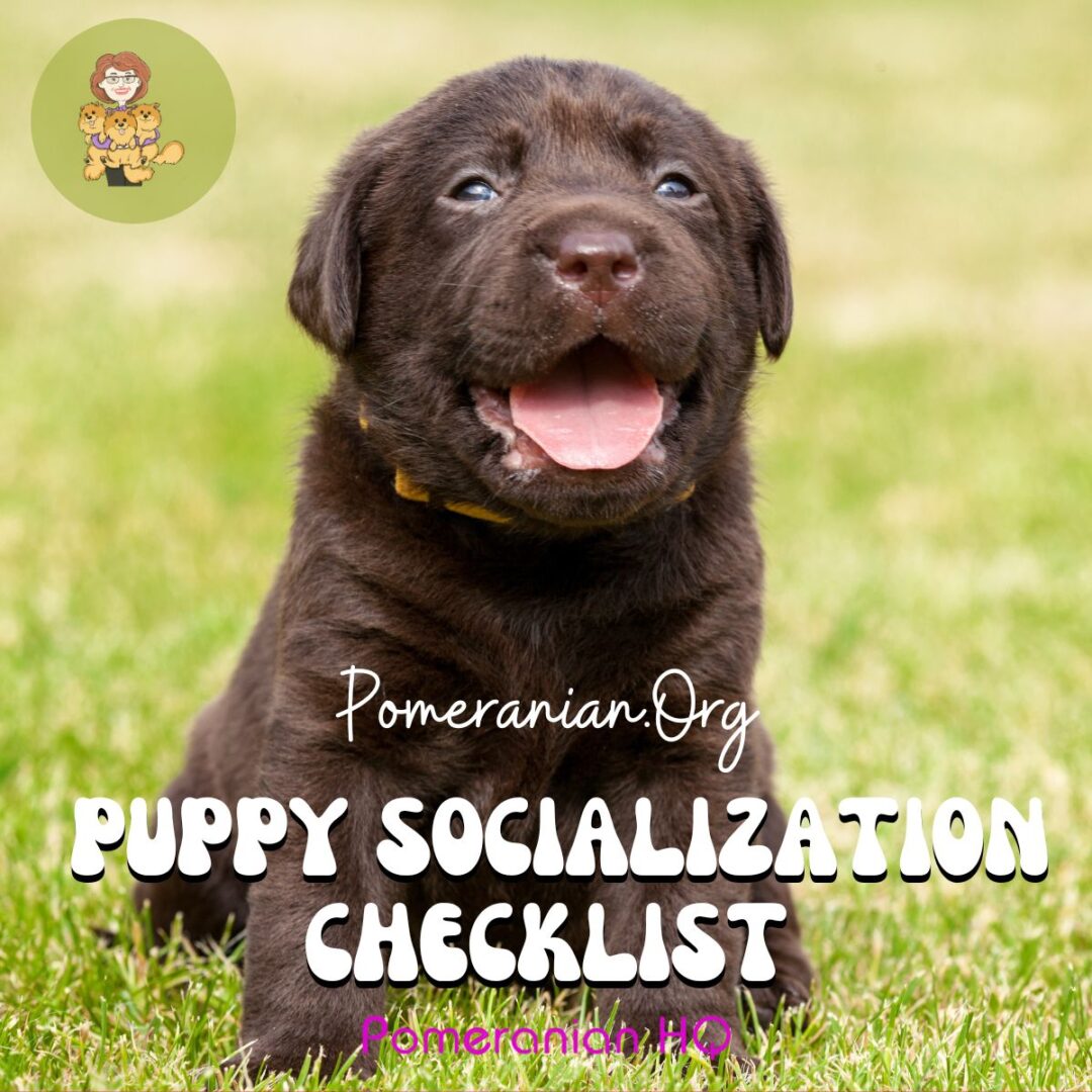 Puppy Socialization Checklist: Essential Steps for Well-Adjusted Canines