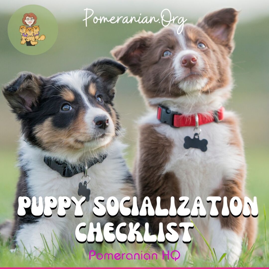 Puppy Socialization Checklist: Essential Steps for Well-Adjusted Canines