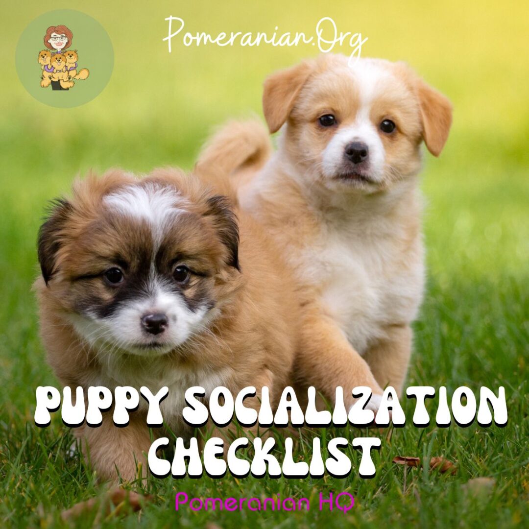 Puppy Socialization Checklist: Essential Steps for Well-Adjusted Canines