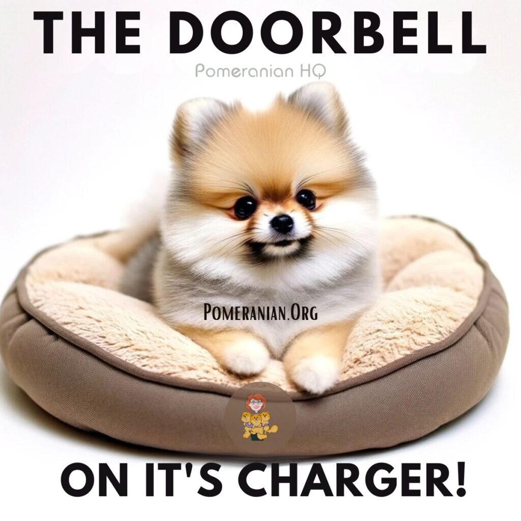 Ultimate Pomeranian Memes Collection by Denise at Pomeranian Headquarters