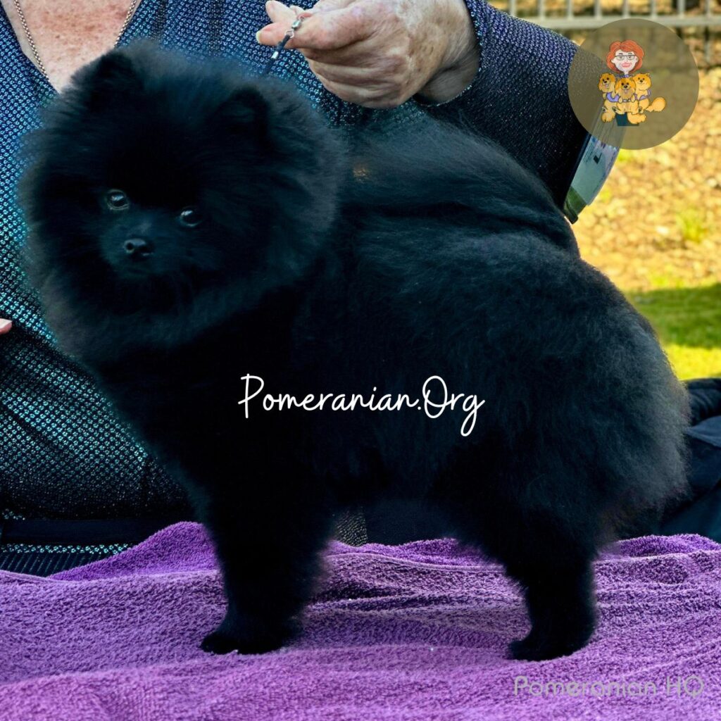 Black Pomeranian Puppy Price: Essential Guide - Pomeranian Headquarters