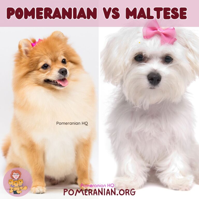 Pomeranian vs Maltese Detailed Comparison - Pomeranian Headquarters