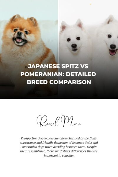 Japanese Spitz vs Pomeranian: Detailed Breed Comparison - Pomeranian ...