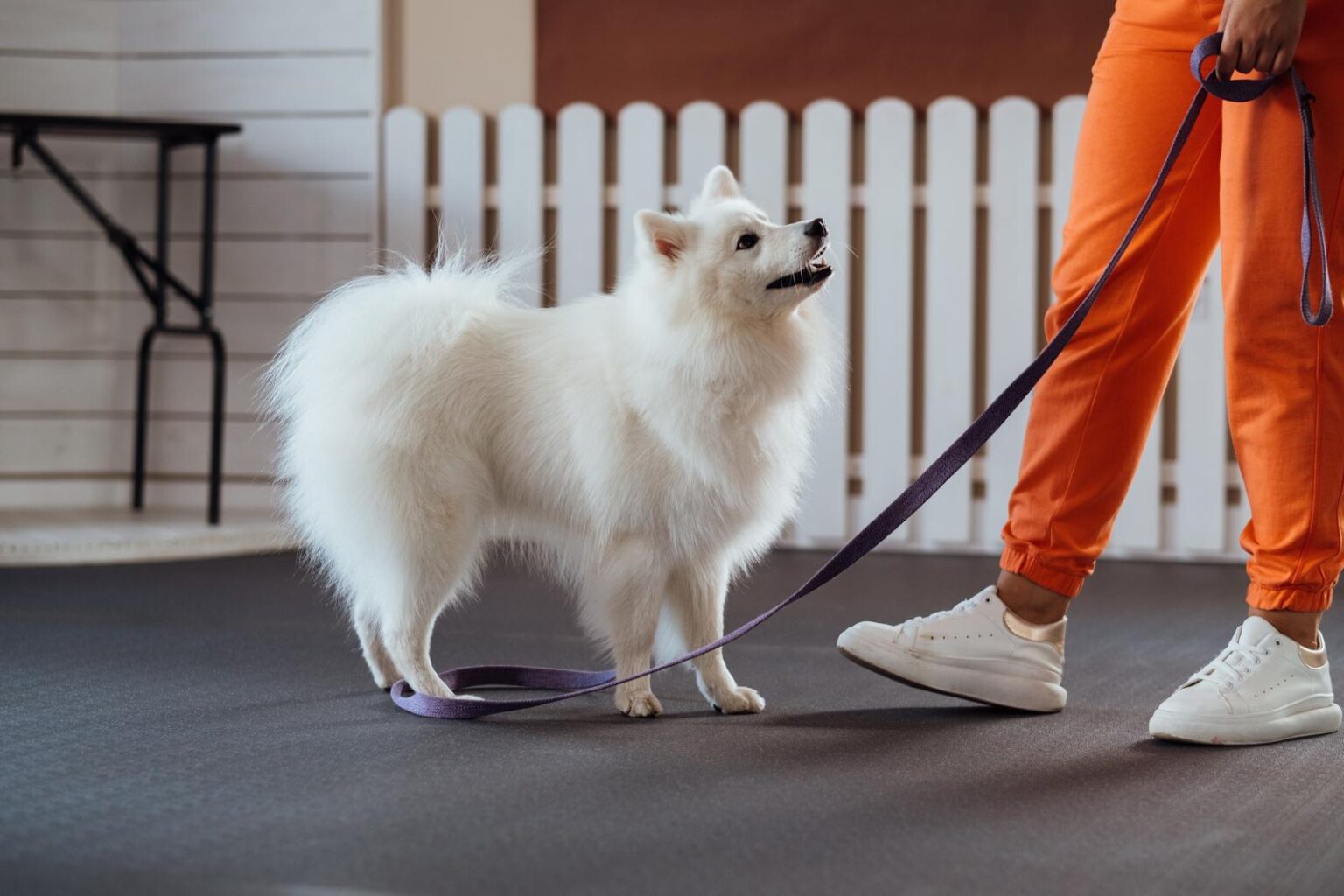 Japanese Spitz vs Pomeranian: Detailed Breed Comparison - Pomeranian ...