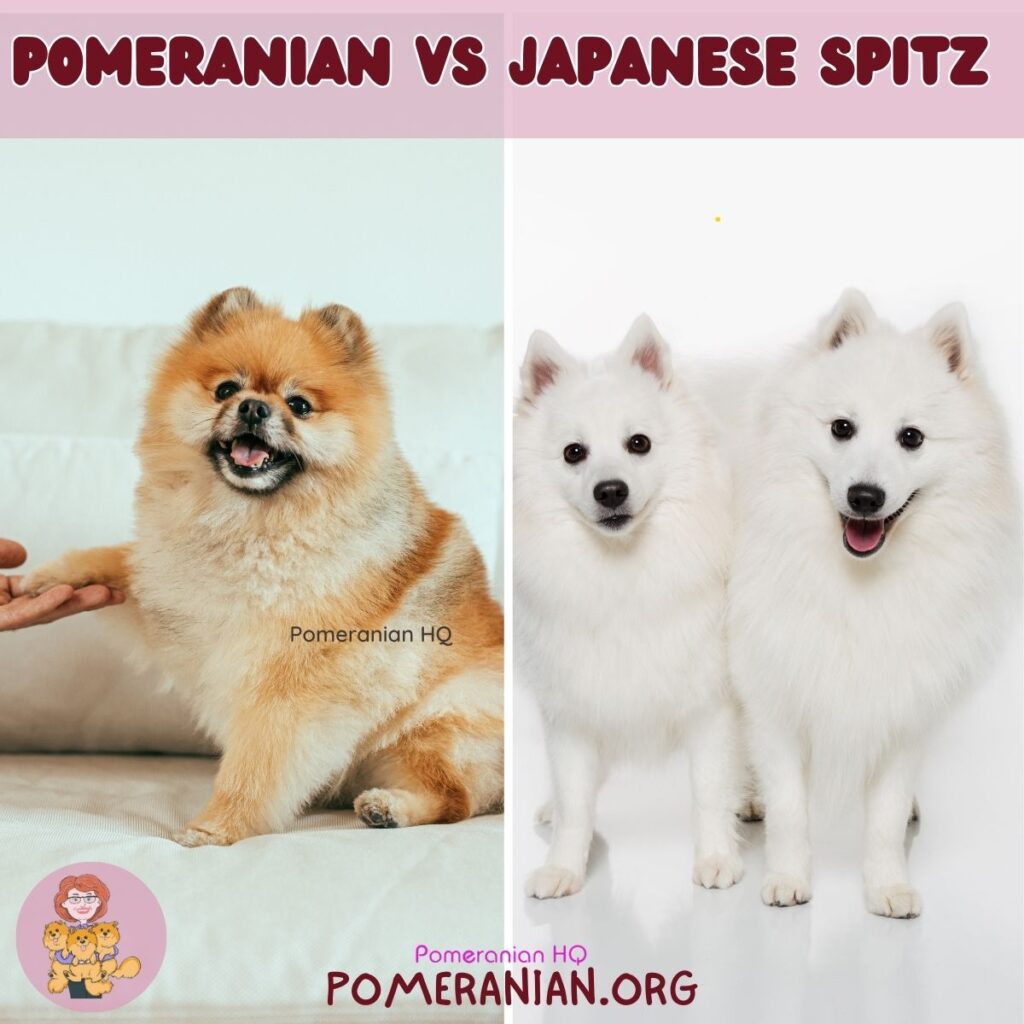 Japanese Spitz vs Pomeranian: Detailed Breed Comparison