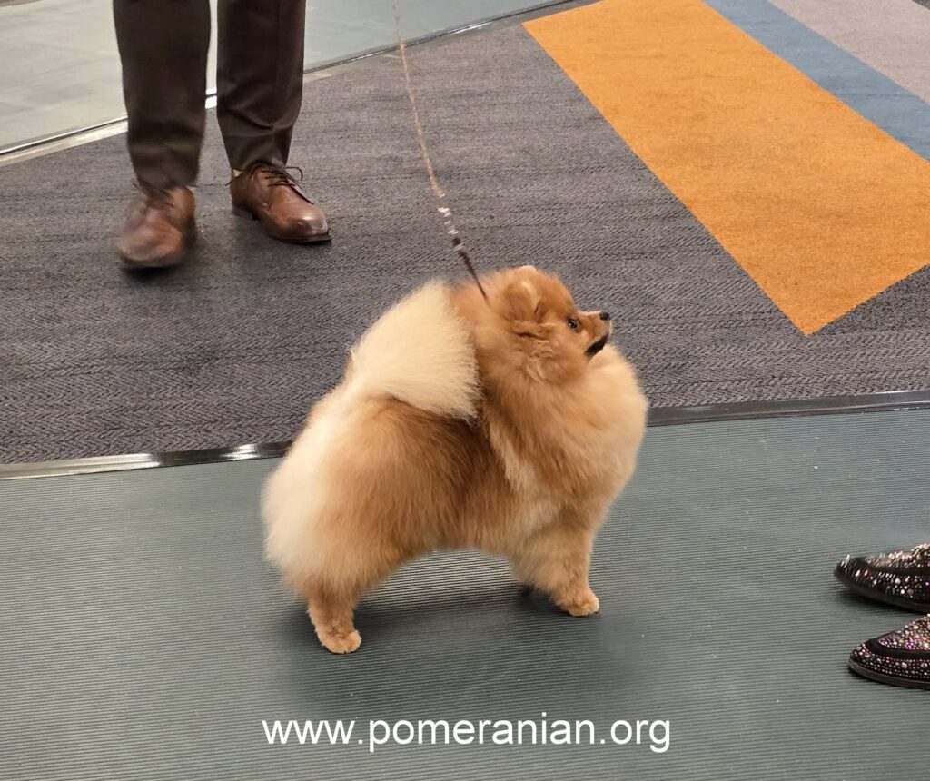 American Pomeranian Club Nationals 2025 - Pomeranian Headquarters
