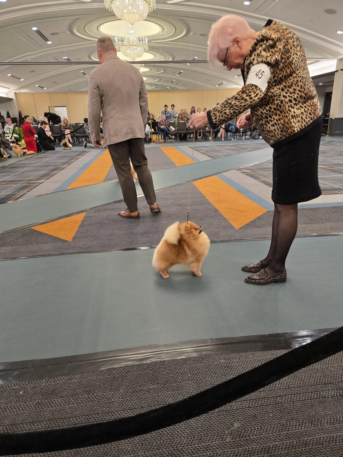 American Pomeranian Club Nationals 2025 - Pomeranian Headquarters