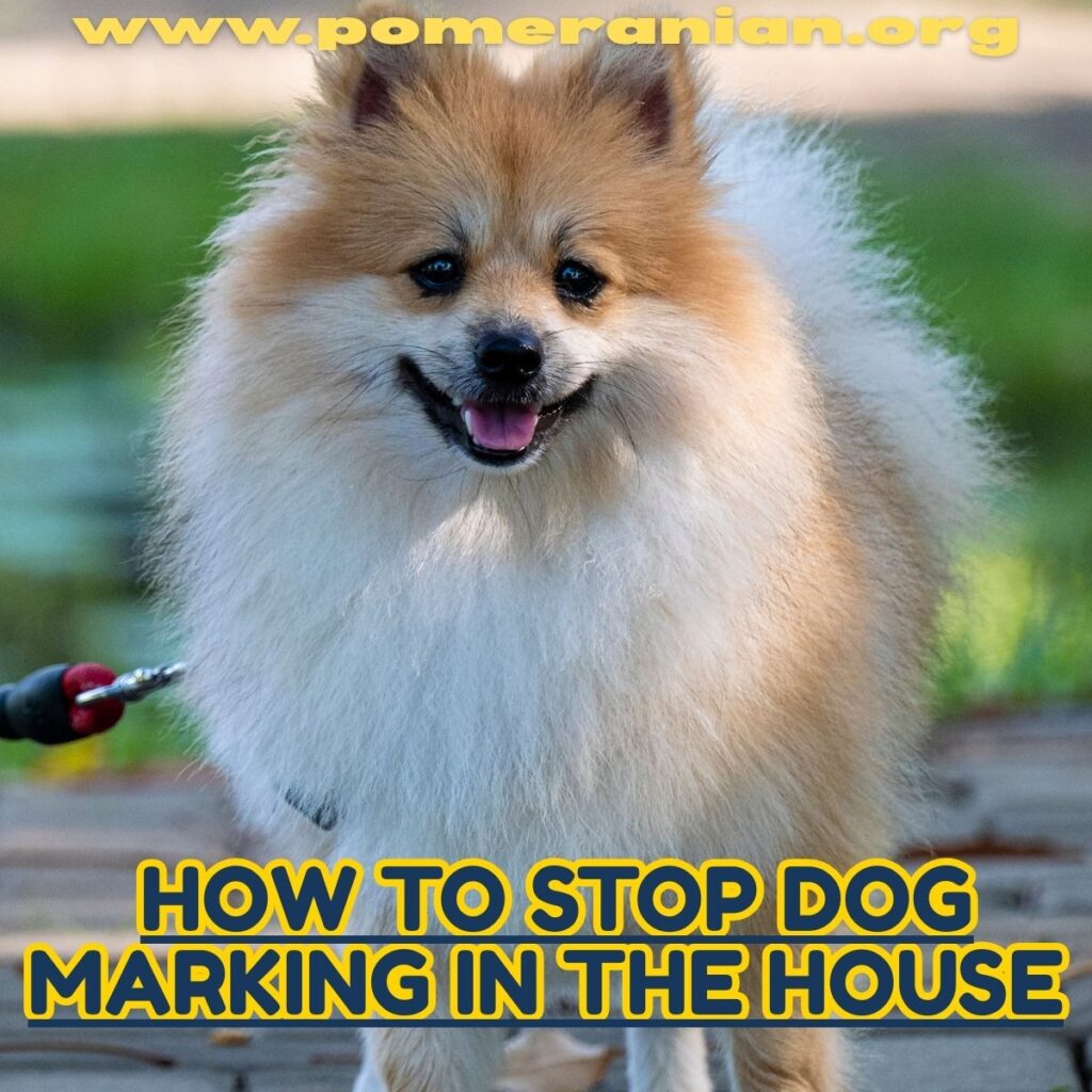 How to Stop Dog Marking in the House