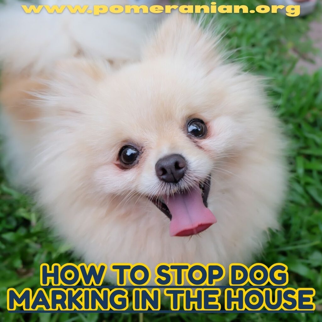 How to Stop Dog Marking in the House